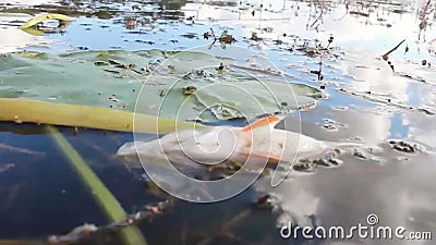 Water Polluted. Dead Fish on the Shore of a Pond. Fish Died in Dirty ...
