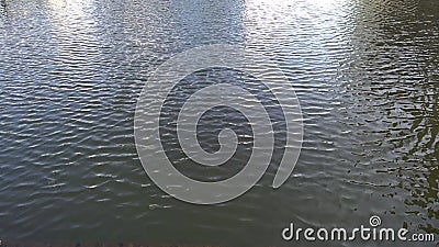Water Ripples stock footage. Video of movement, 60fps - 100052112