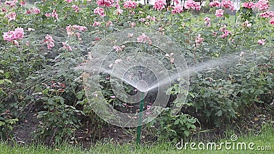 Water Sprinkler Rose Bushes Stock Video - Video of lawn, outdoor: 61571423