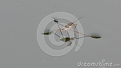 Water Strider (Gerridae) Walking on Water. Stock Footage - Video of ...