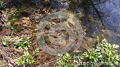 Water Surface of a Small Shallow Pond with Reflection of Trees Stock ...