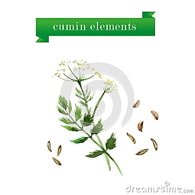 Watercolor Herbs Collection Of Cumin Cartoon Vector | CartoonDealer.com ...