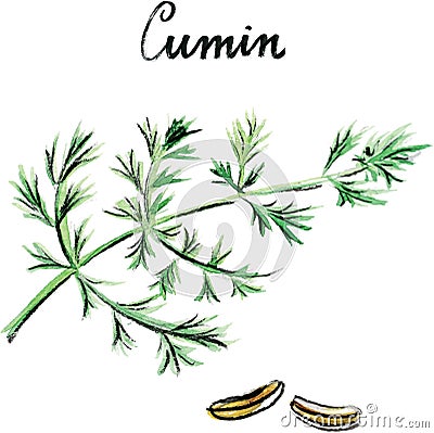 Watercolor Vector Cumin | CartoonDealer.com #57793251