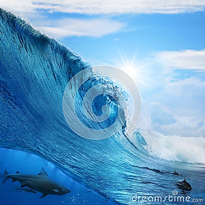 Shark wave Images - Search Images on Everypixel