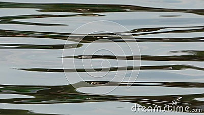 Waves on pond stock footage. Video of blades, nature - 60017604
