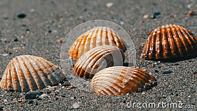 Waves Wash Over Four Different Shells on Beach and Washes Them Away ...