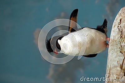 Waving Penguin Royalty Free Stock Image - Image: 916606