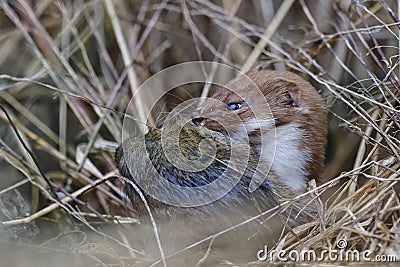 Weasel Mustela Nivalis during Hunting for Rodents Stock Image - Image ...