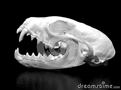 Weasel Skull Royalty Free Stock Image - Image: 18962506