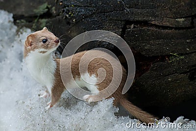 Weasel In The Snow Stock Photo - Image: 18523140