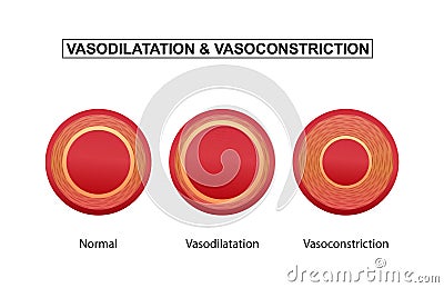 Vasodilation And Vasoconstriction. Comparison Of Blood Vessels. Cartoon ...