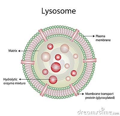 Anatomical Structure Of Lysosome. Vector Illustration | CartoonDealer ...