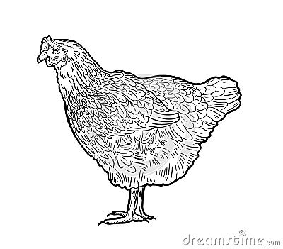 Handmade Chicken, Hen. Poultry, Broiler, Farm Animals. Royalty-Free ...