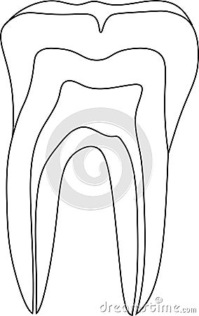 Coloring Page With Human Tooth. Structure Of Tooth (molar) Cartoon ...