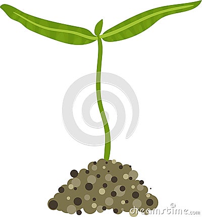 Sprout Of Maple Tree (Acer Platanoides) In Ground Cartoon Vector ...