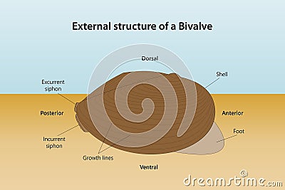 External Structure Of A Bivalve Vector Illustration | CartoonDealer.com ...