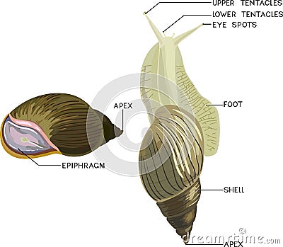 External Anatomy Of Common Air-breathing Land Snail. Structure Of Giant ...