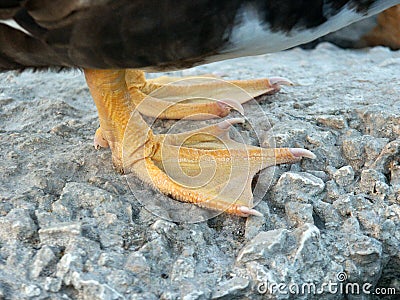 Webbed Feet Royalty Free Stock Photo - Image: 21810385