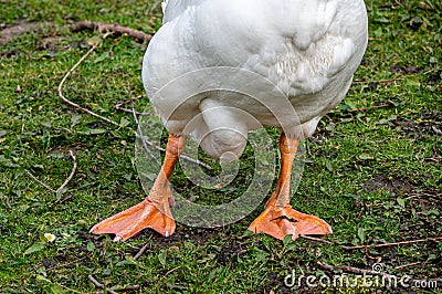 Webbed Foot Of Embden Goose Stock Photography | CartoonDealer.com ...