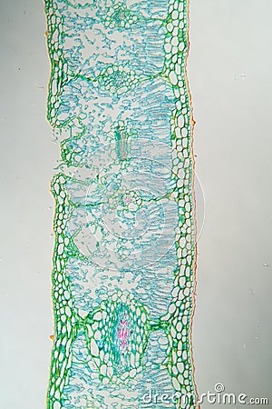Weed Leaf Cross Section Under The Microscope Stock Image ...