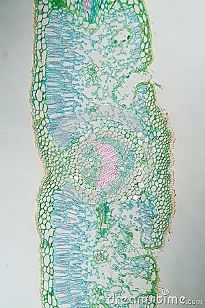 Weed Leaf Cross Section Under The Microscope Stock Photography ...