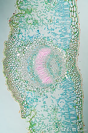 Weed Leaf Cross Section Under The Microscope Royalty-Free Stock Image ...
