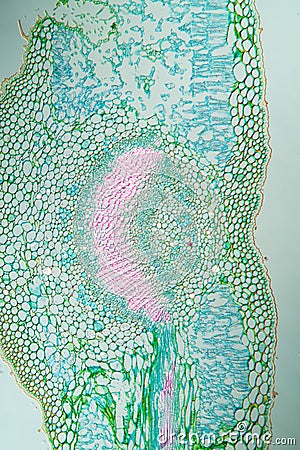 Weed Leaf Cross Section Under The Microscope Royalty-Free Stock Photo ...