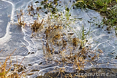 Weeds In Frozen Channel Stock Image | CartoonDealer.com #110104465