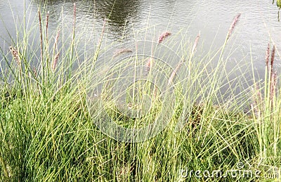 Weeds Royalty-Free Stock Photography | CartoonDealer.com #100040885