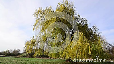 Weeping Willow Tree Blowing Wind Stock Footage - Video of rock, green ...