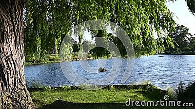 Weeping Willow Tree Waving in the Wind Stock Video - Video of gently ...