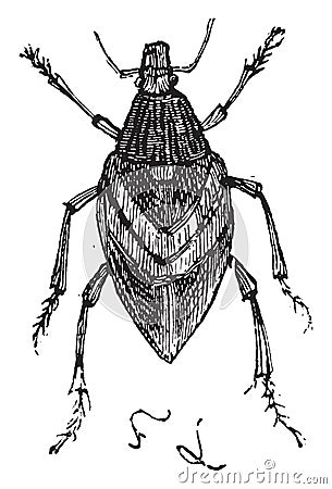 Weevil, Vintage Engraving Cartoon Vector | CartoonDealer.com #163030283