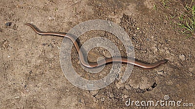 Weinig bruine slang stock footage. Video of nave, gras - 103010054