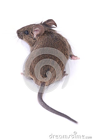 Bos Veldmuis stock foto. Image of dier, studio, knaagdier - 12674052