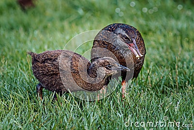 Weka Bird Feeding Its Baby. Close Up Capture Royalty-Free Stock Photo ...