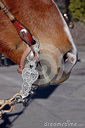 Western Bit And Bridle Stock Photos - Image: 3730543