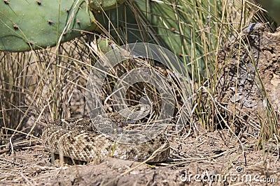 Big Western Diamondback Rattlesnake Stock Image - Image of viperidae ...