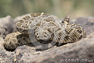 Big Western Diamondback Rattlesnake Stock Image - Image of viperidae ...