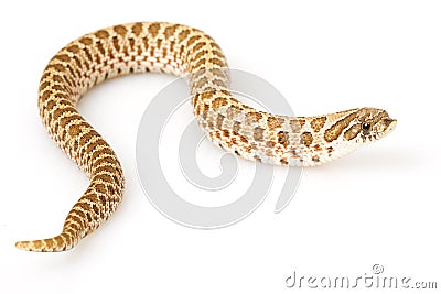 Western Hognose Snake Stock Images - Image: 7282814
