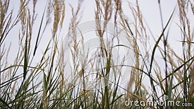 Western Pampas Grass Swaying in the Wind Stock Footage - Video of ...