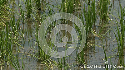 Wet rice cultivation stock video. Video of grass, paddy - 153672641