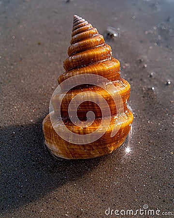 A Wet Turret Shell On A Sandy Beach. Royalty-Free Stock Photography ...