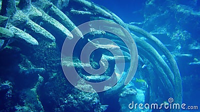 Whale bones on ocean floor stock footage. Video of fishes - 96797530