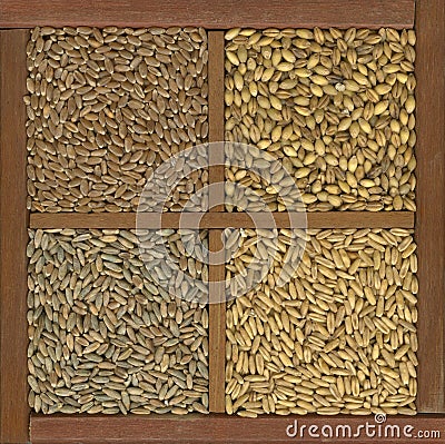 Wheat, Barley, Oat And Rye Grain Royalty Free Stock Photo - Image: 9586575
