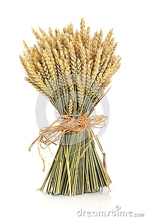 Wheat Bundle Stock Image | CartoonDealer.com #21746545