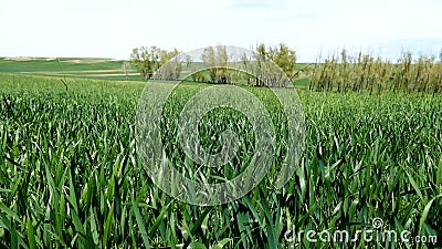 Wheat Field in Spring, Wheat Plant Has Started To Grow, Continental ...