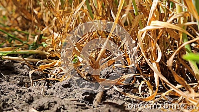 Wheat Field, View from Ground Level. Roots and Leaves of Wheat and Rye ...