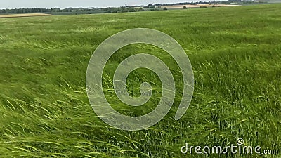 Wheat Fields in the Windswept Spring Stock Footage - Video of wind ...
