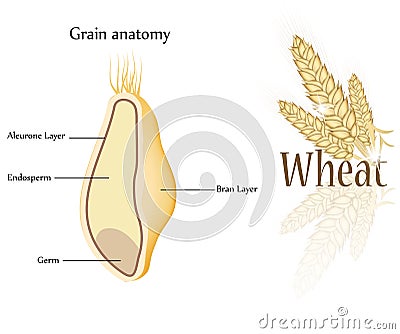 Wheat And Grain Stock Photography - Image: 19258242