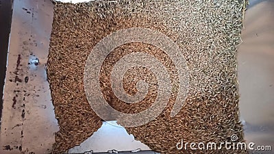 Wheat Grain Loading in Granary. Flour Production at the Mill Stock ...